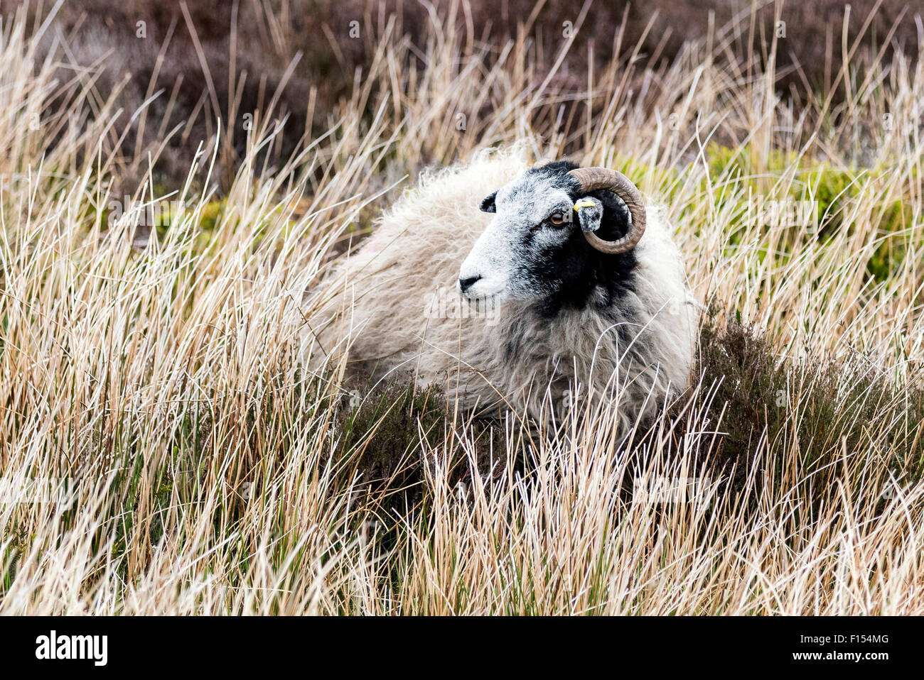 Swaledale sheep in Bransdale Stock Photo - Alamy