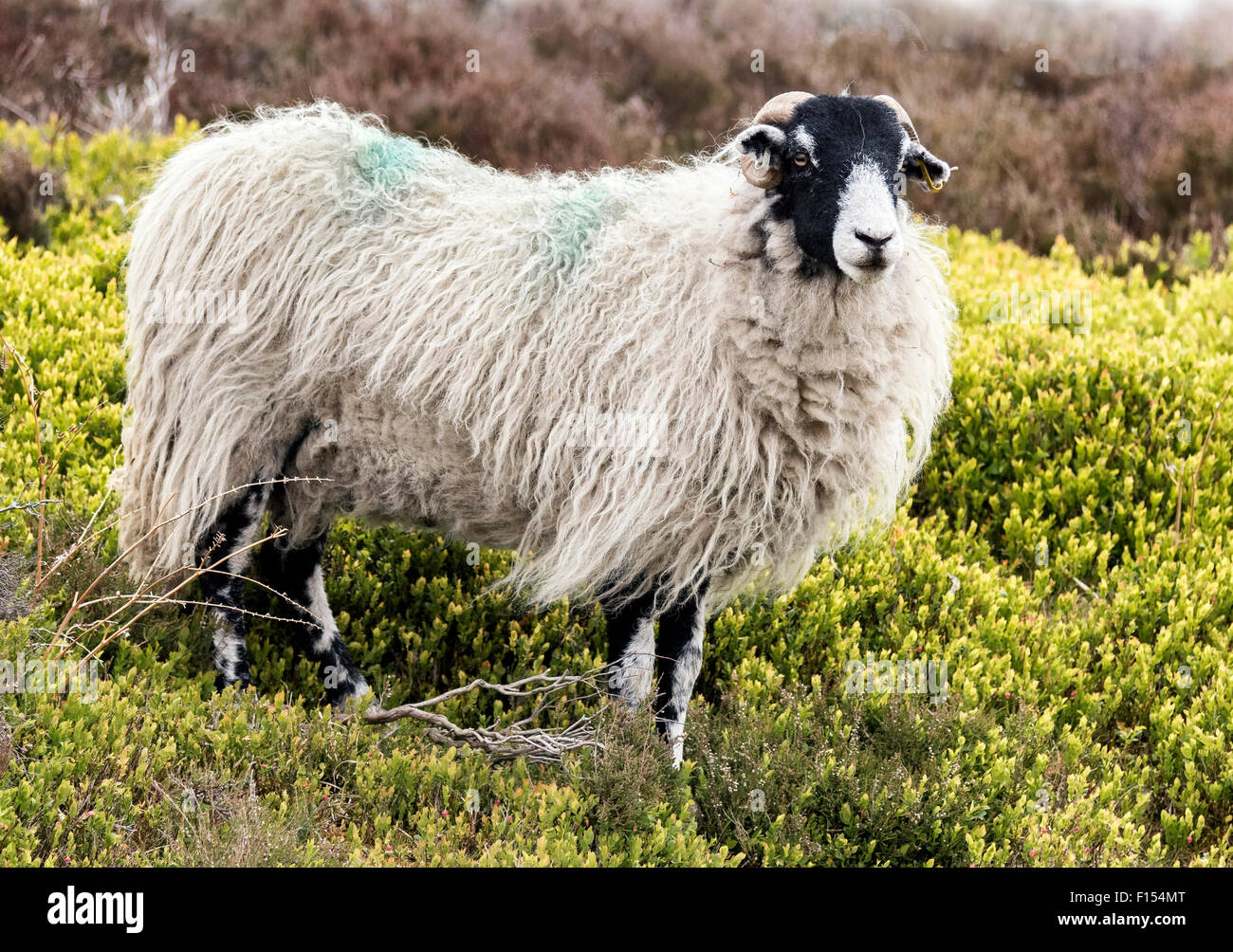 Swaledale sheep in Bransdale Stock Photo - Alamy