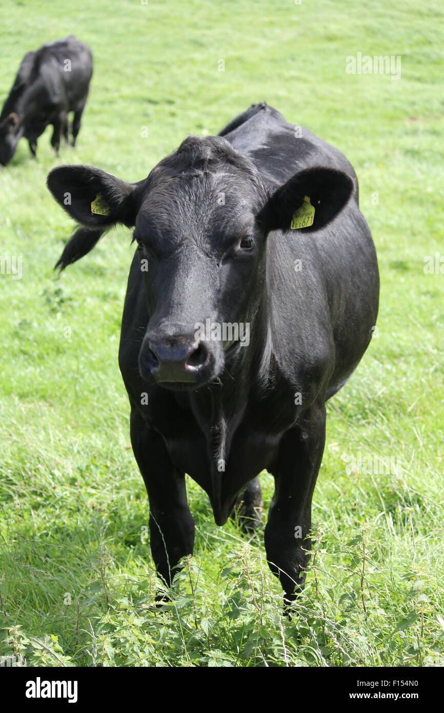 Welsh black cows hi-res stock photography and images - Alamy