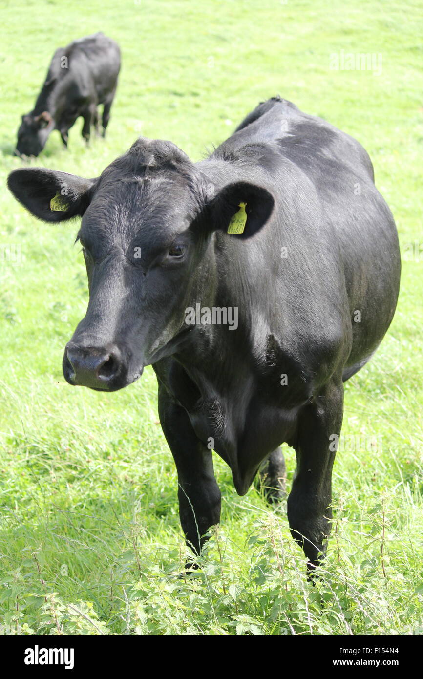 Welsh black cattle grazing on the hill above Aberystwyth Wales UK Stock ...