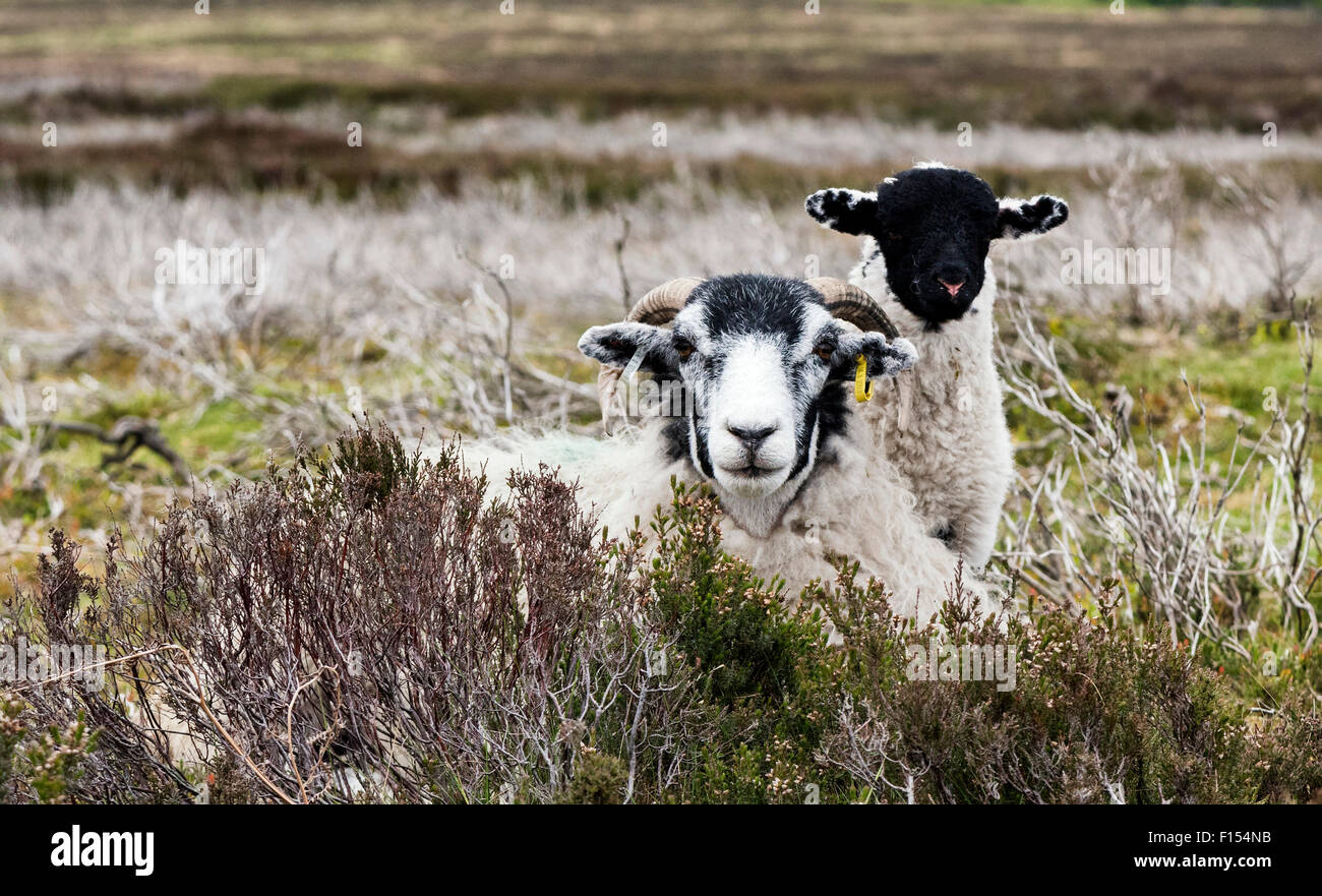 A Swaledale sheep and lamb in Bransdale Stock Photo - Alamy