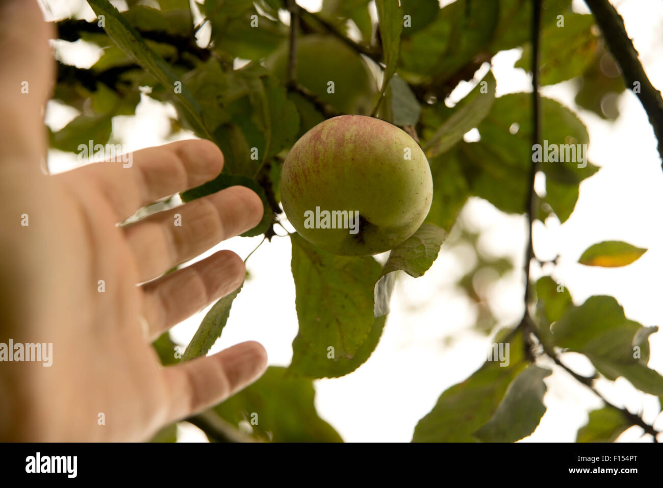 Hand picking an apple hi-res stock photography and images - Alamy