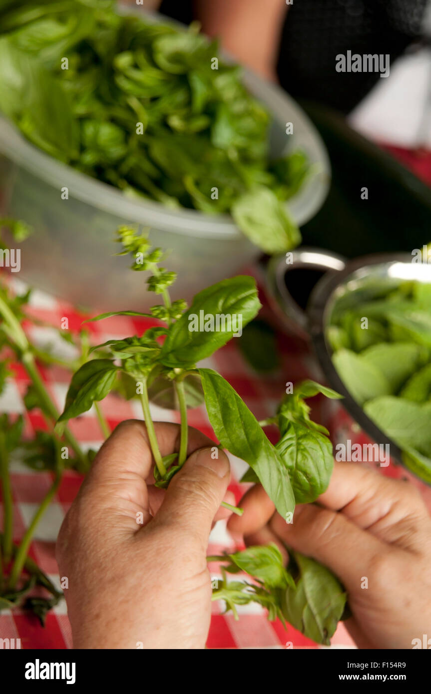 hands picking basil leafs Stock Photo - Alamy