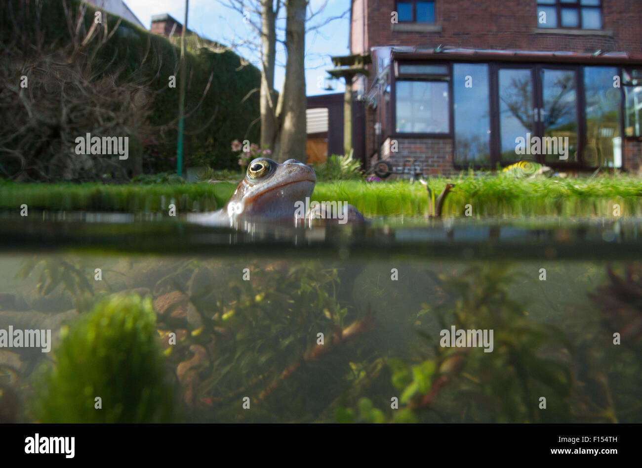 Common frog (Rana temporaria) in garden pond with frogspawn, split ...