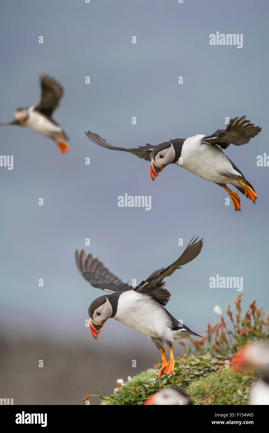 Atlantic puffin taking flight hi-res stock photography and images - Alamy