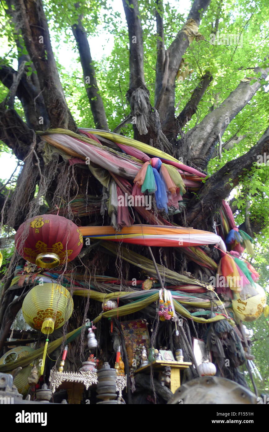 The holy tree hi-res stock photography and images - Alamy