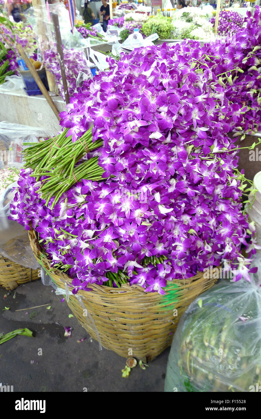 Bangkok orchids hi-res stock photography and images - Alamy