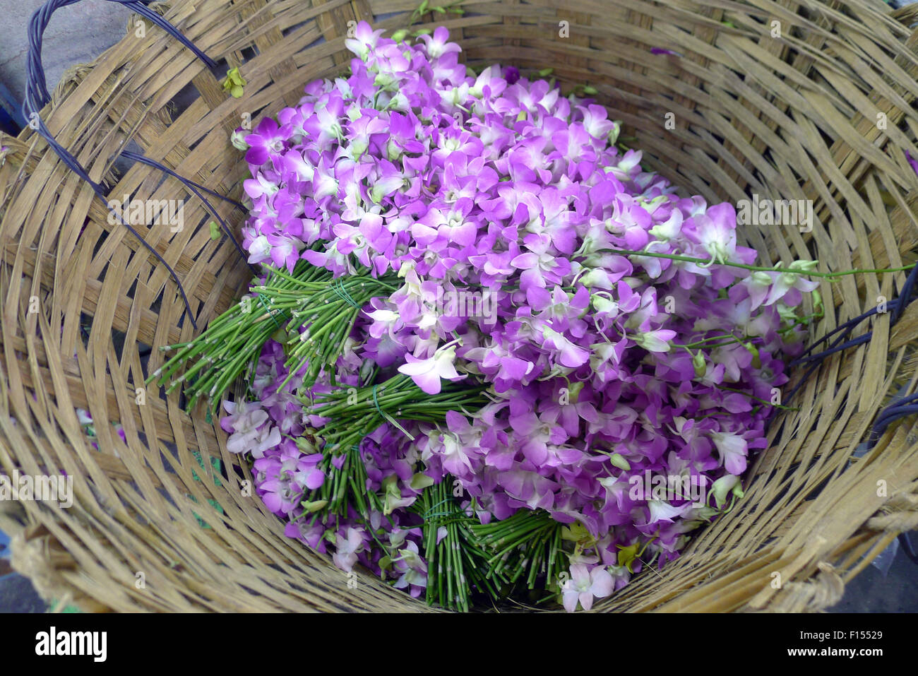 Orchids flower bangkok hi-res stock photography and images - Alamy