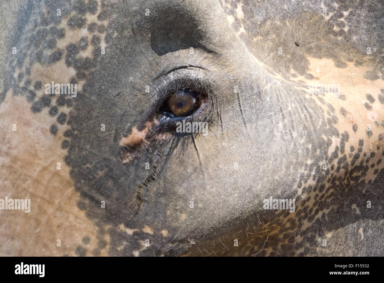 beautiful elephant eye Stock Photo - Alamy