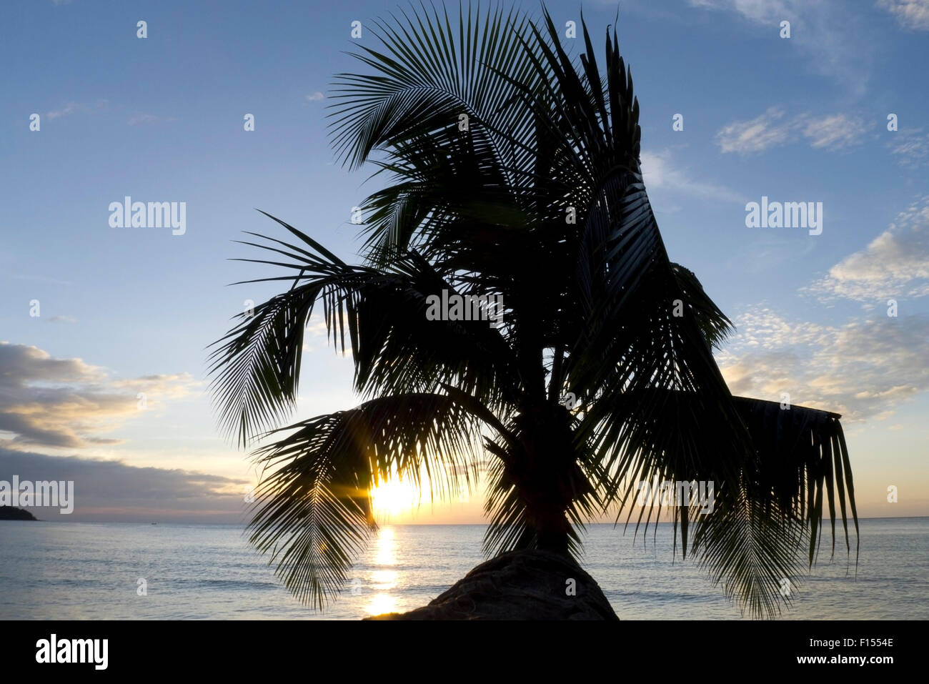Palm tree leaf in sunset on tropical beach, Kho Kood Thailand Stock ...
