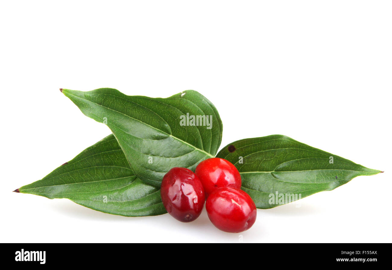 cornels isolated on the white Stock Photo - Alamy