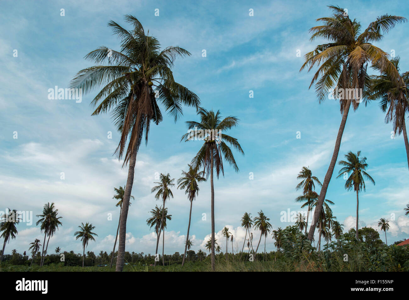 Looking At the Coconut Trees Stock Photo - Alamy