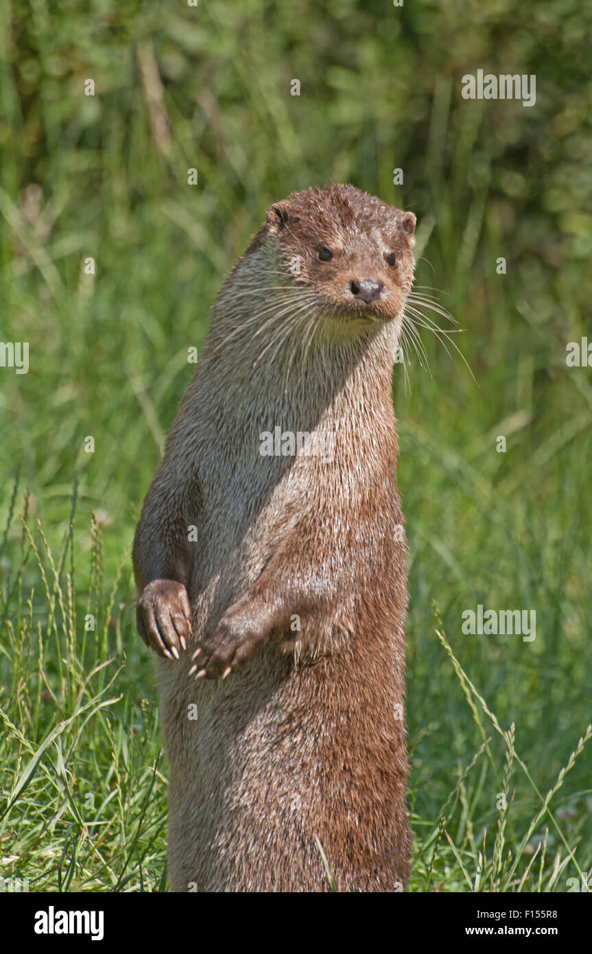 Luta lutra hi-res stock photography and images - Alamy