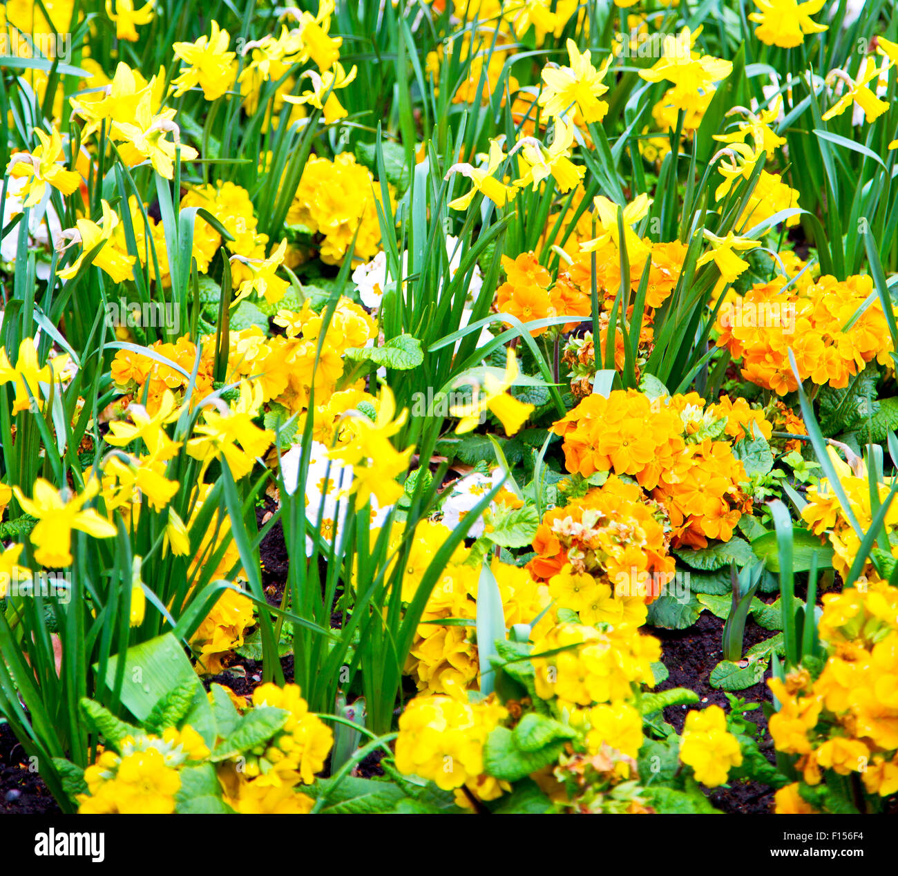 in london yellow flower field nature and spring Stock Photo - Alamy