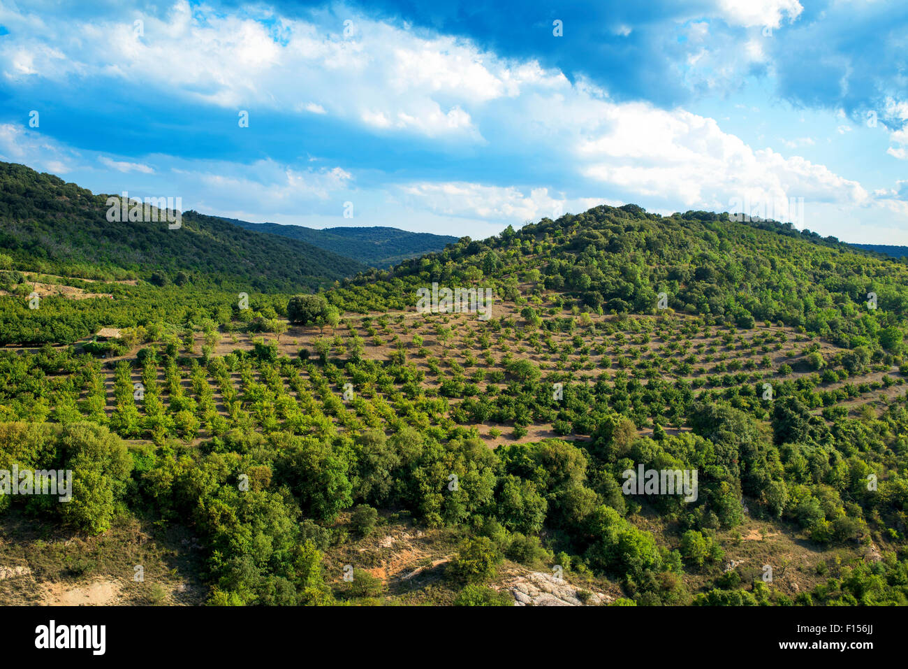 panoramic view of a hazelnut trees grove in the Prades Mountains, Spain ...