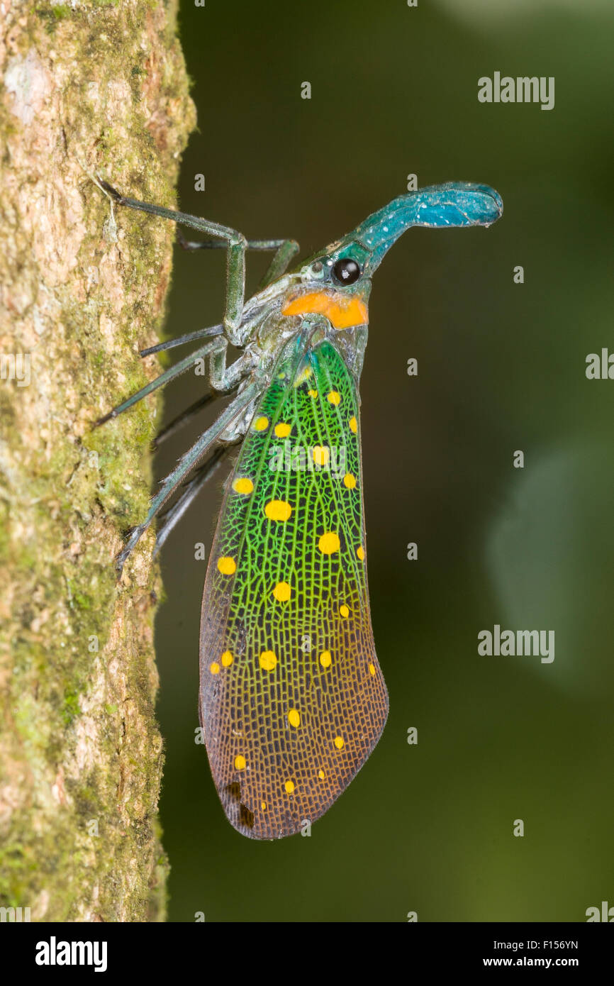 Lantern bug hi-res stock photography and images - Alamy