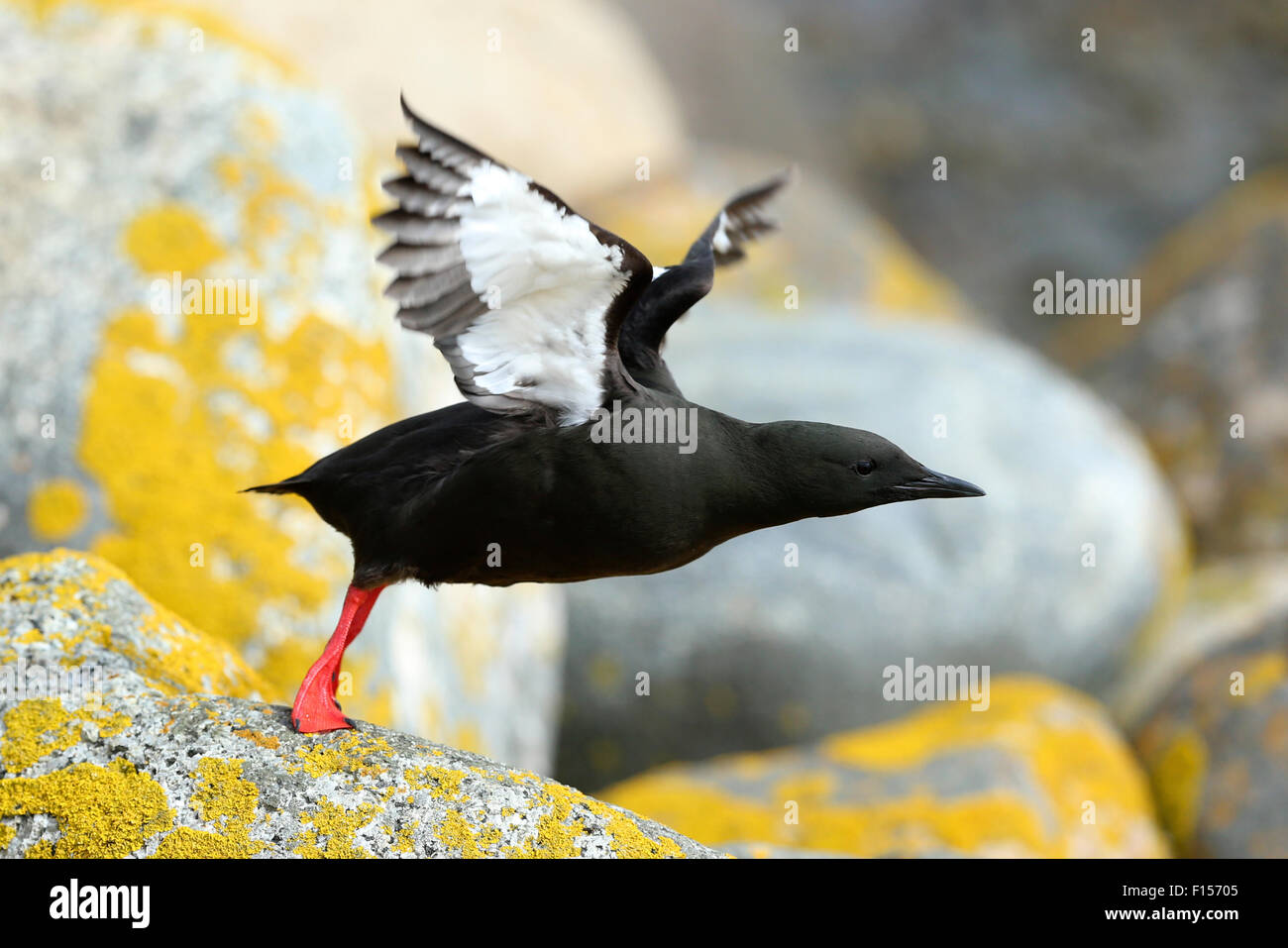 Black guillemot (Cepphus grylle) taking off, Denmark, May Stock Photo ...