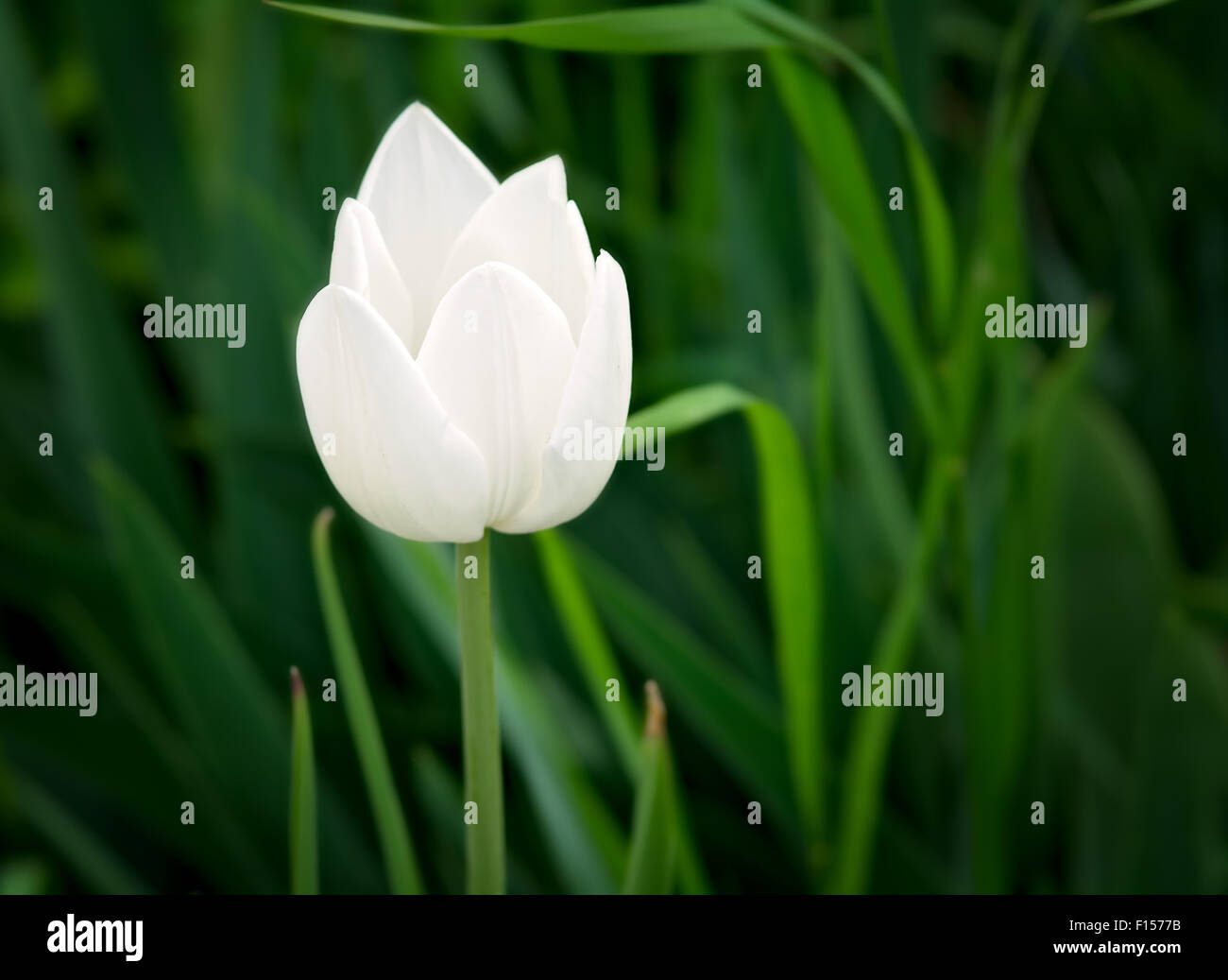 A lone tulip in spring Stock Photo - Alamy