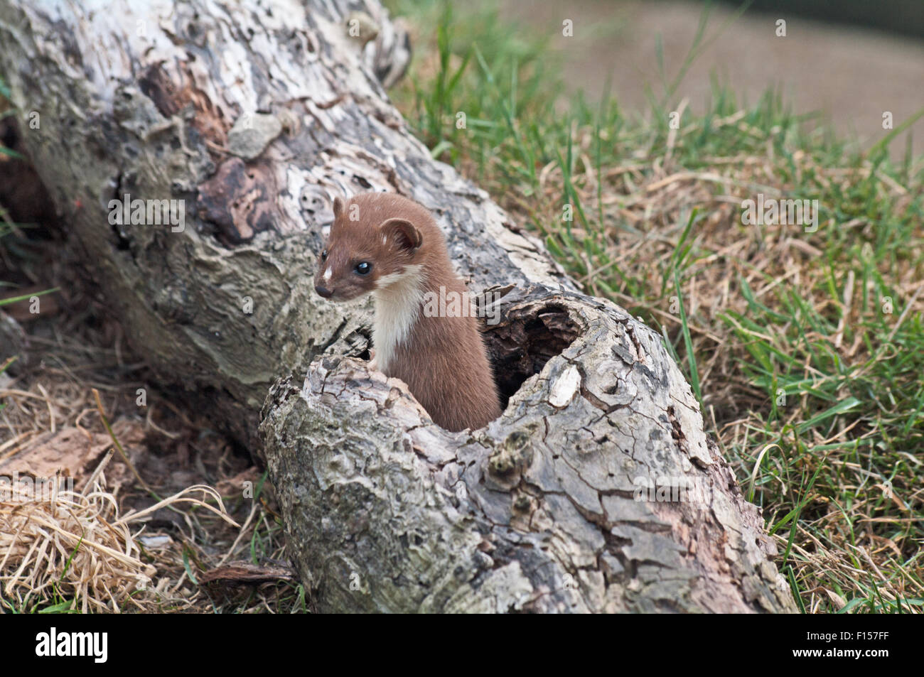 Weasel hole hi-res stock photography and images - Alamy