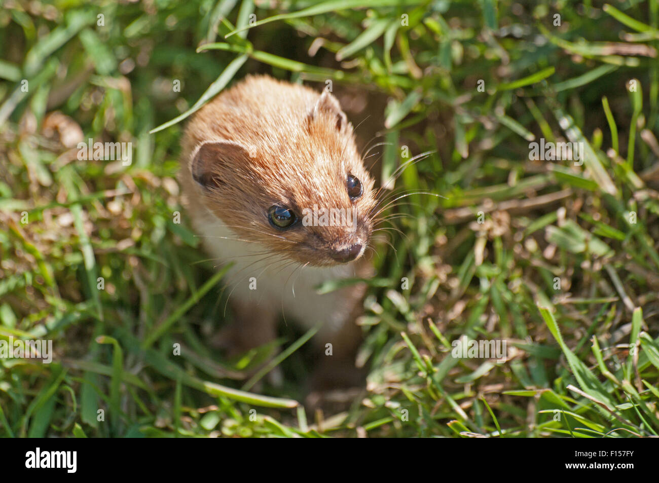 Weasel hole hi-res stock photography and images - Alamy