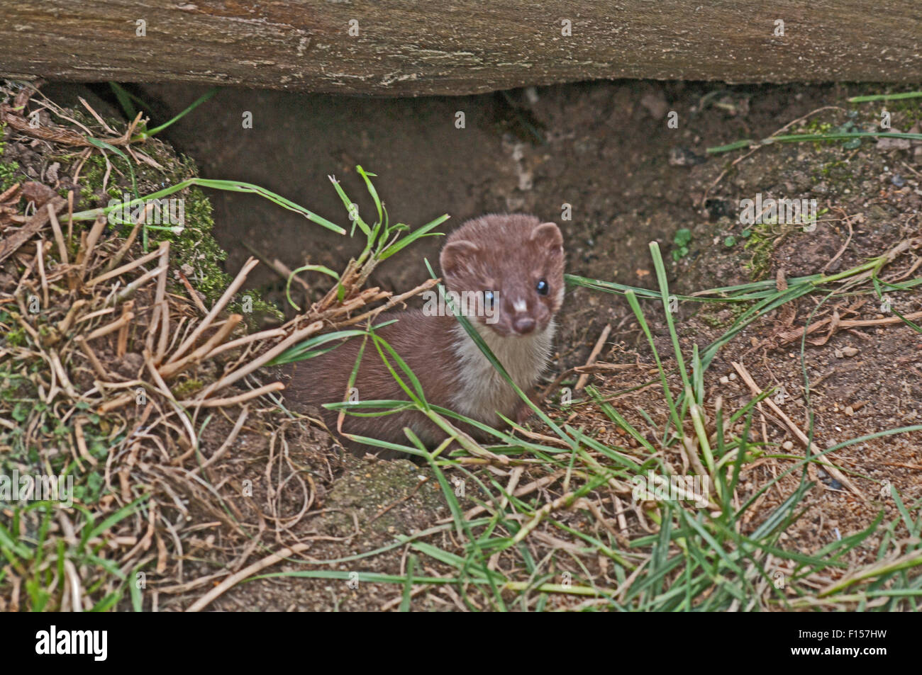 Weasel hole hi-res stock photography and images - Alamy