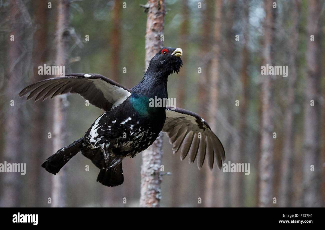 Capercaillie (Tetrao urogallus) male in flight, Jalasjarvi, Finland ...