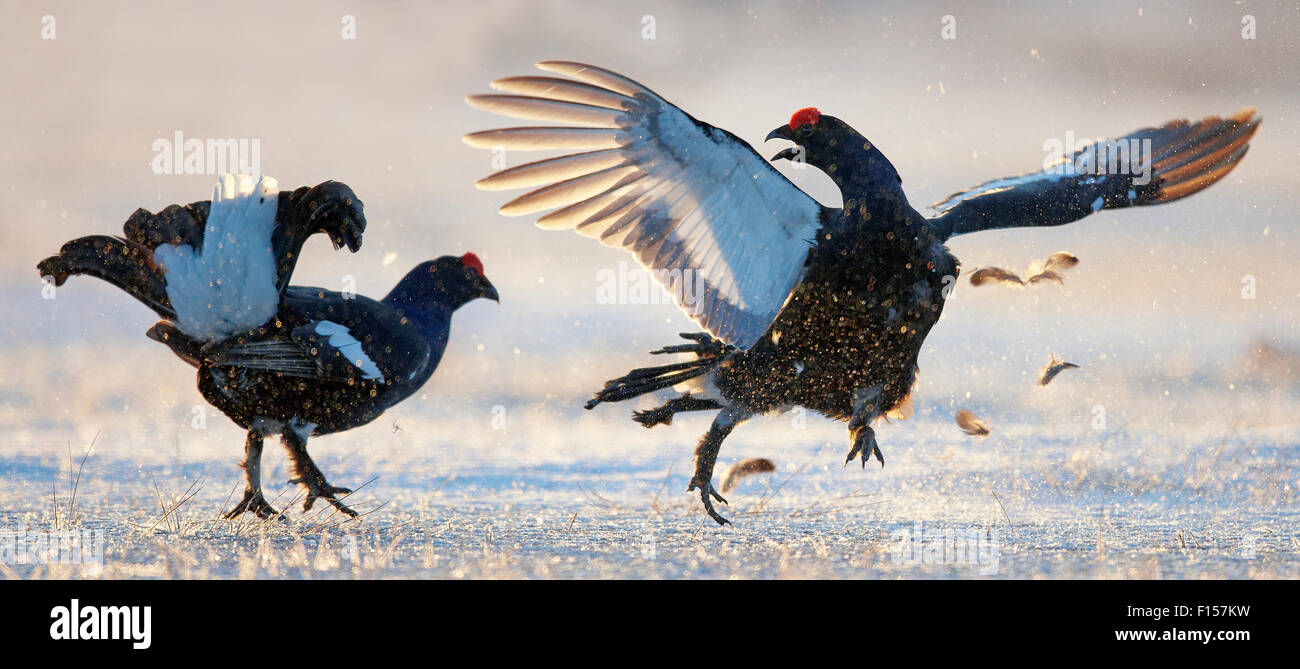 Black Grouse (Tetrao tetrix) males at lek, Utajarvi, Finland, April ...