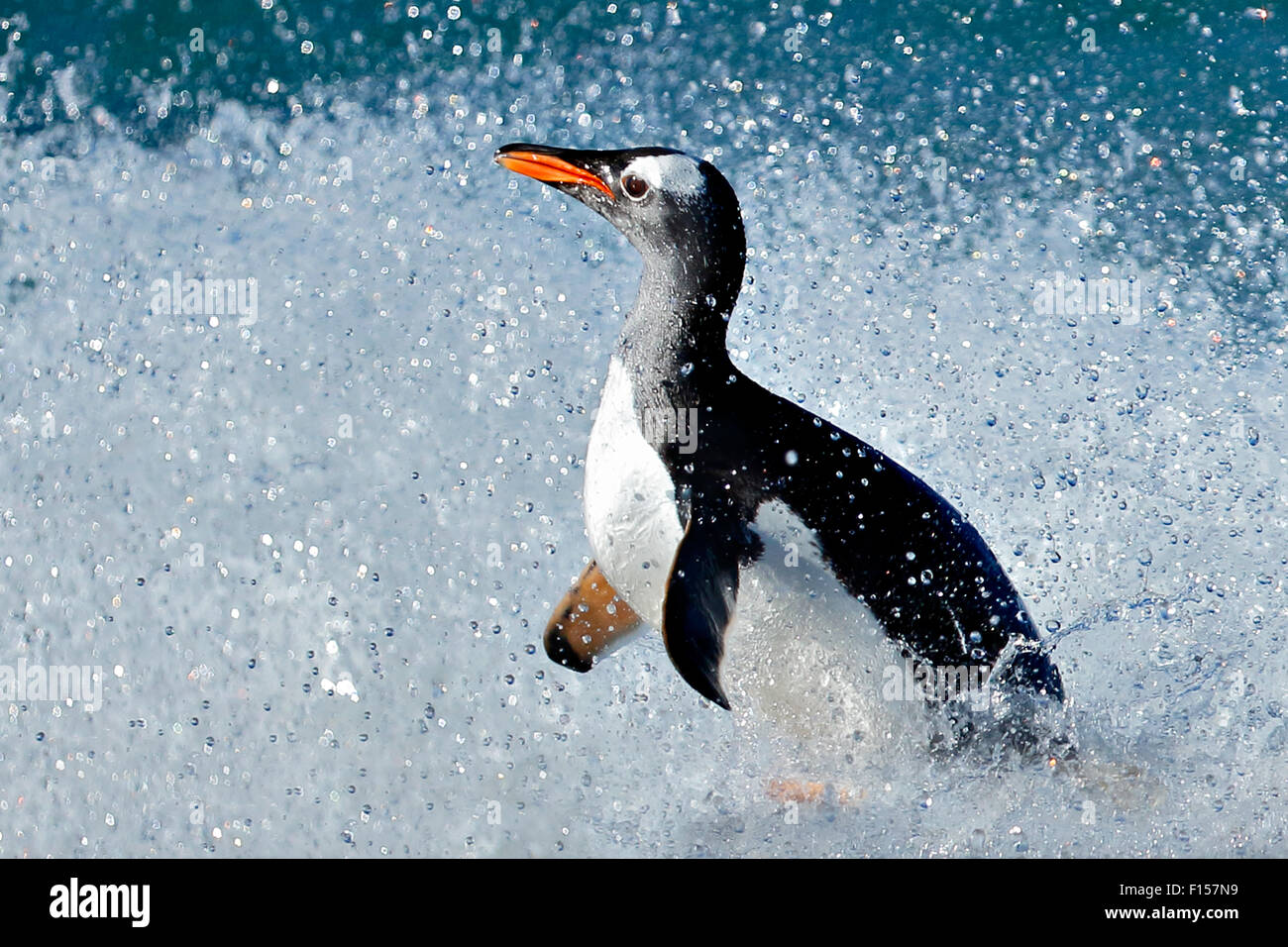 Penguin side profile hi-res stock photography and images - Alamy