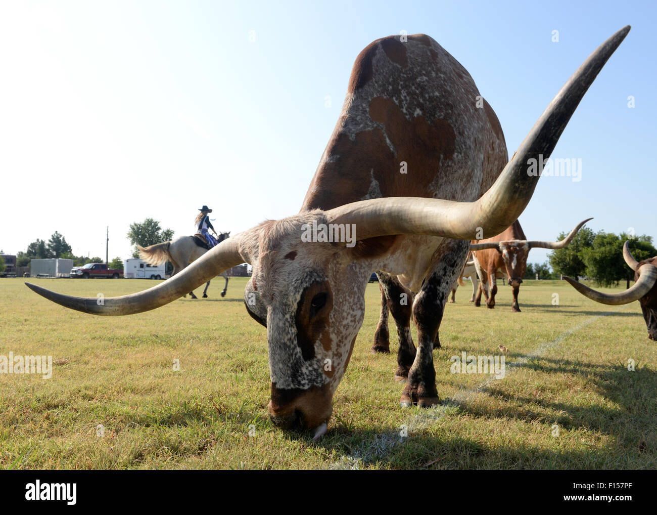 Cattle stampede hi-res stock photography and images - Alamy