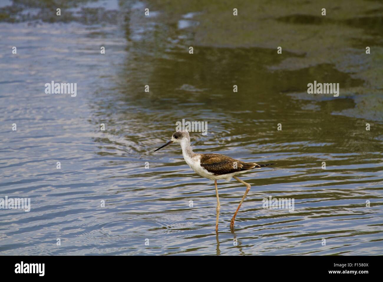 black-winged stilt wading in the swamp,Himantopus himantopus Stock ...