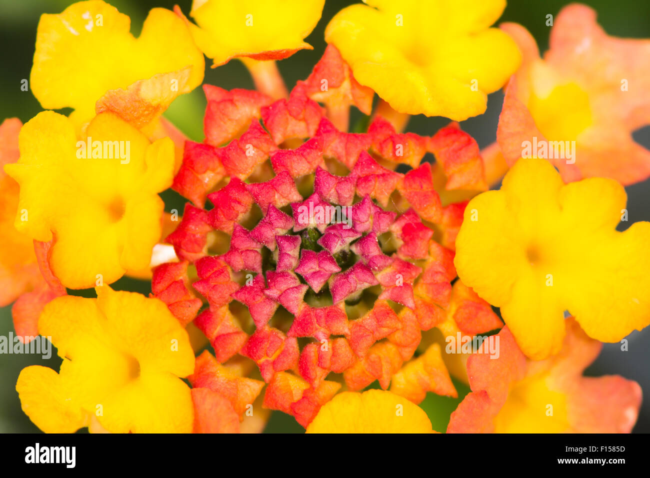 Macro of a Lantana camara flower Stock Photo - Alamy