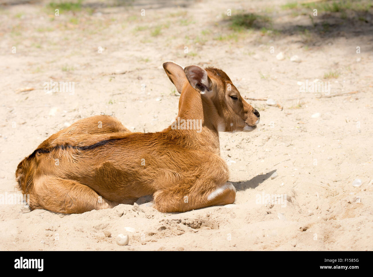 Baby banteng cattle lying in the sand Stock Photo - Alamy