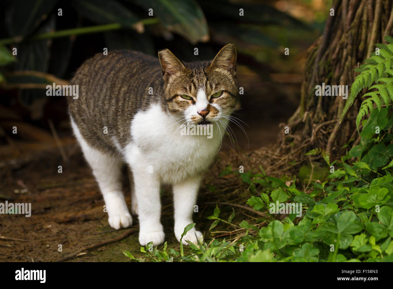 Wildcat animal hi-res stock photography and images - Alamy