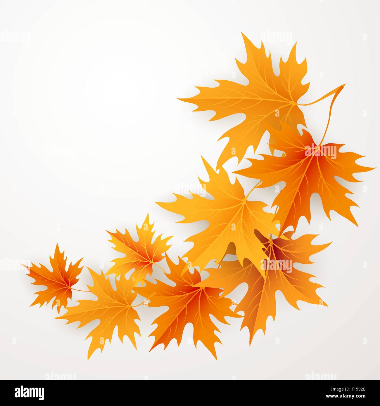 Autumn maples falling leaves background Stock Vector Image & Art - Alamy