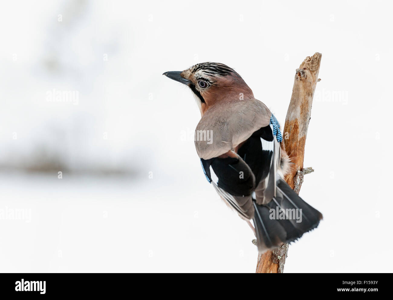 Eurasian jay bird hi-res stock photography and images - Alamy