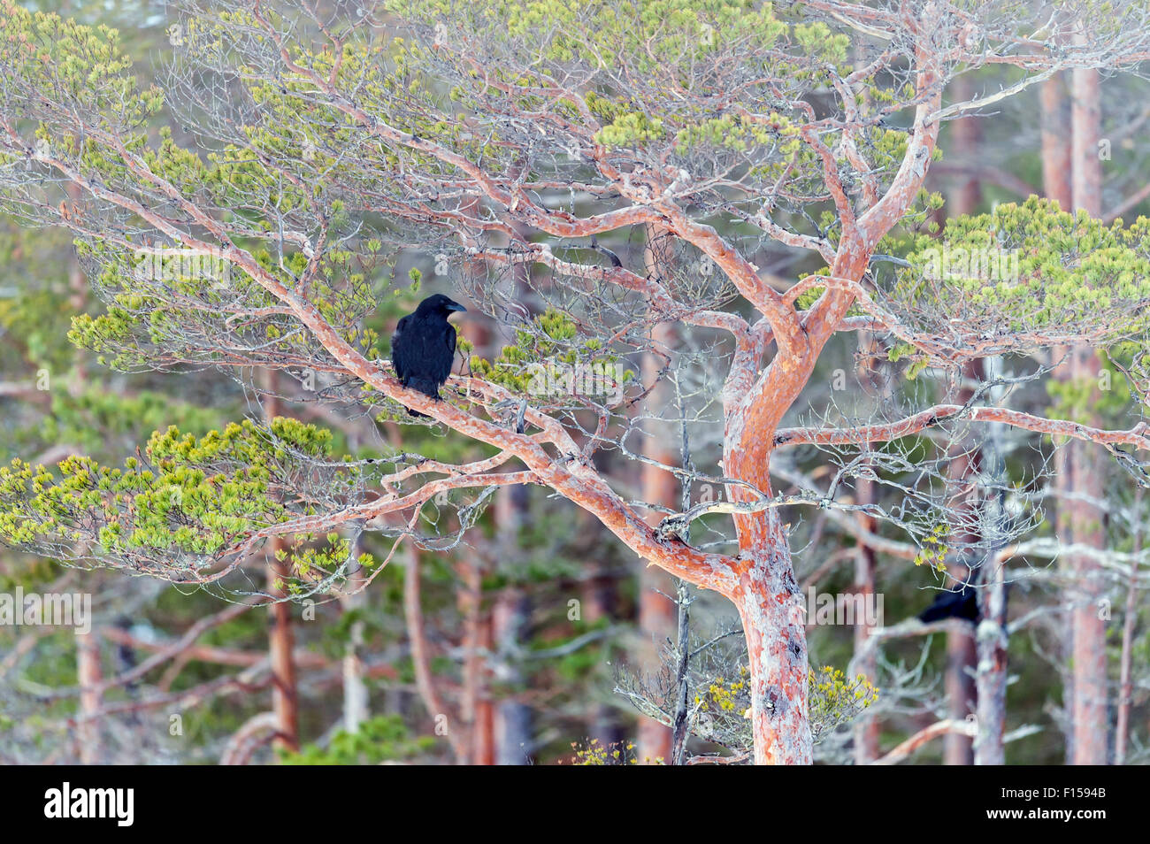 Raven Tree High Resolution Stock Photography and Images - Alamy