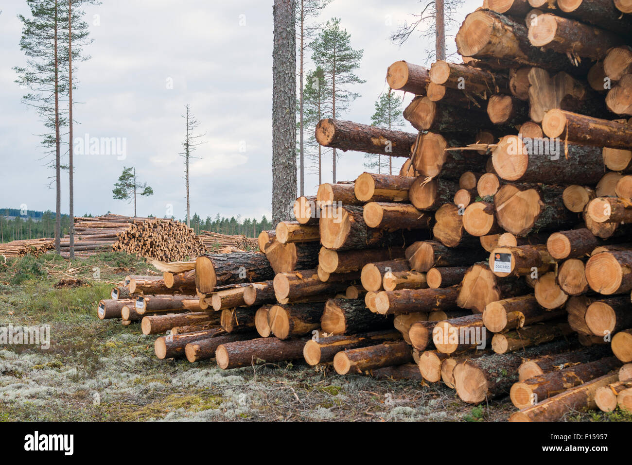 Timber felling timber felling hi-res stock photography and images - Alamy