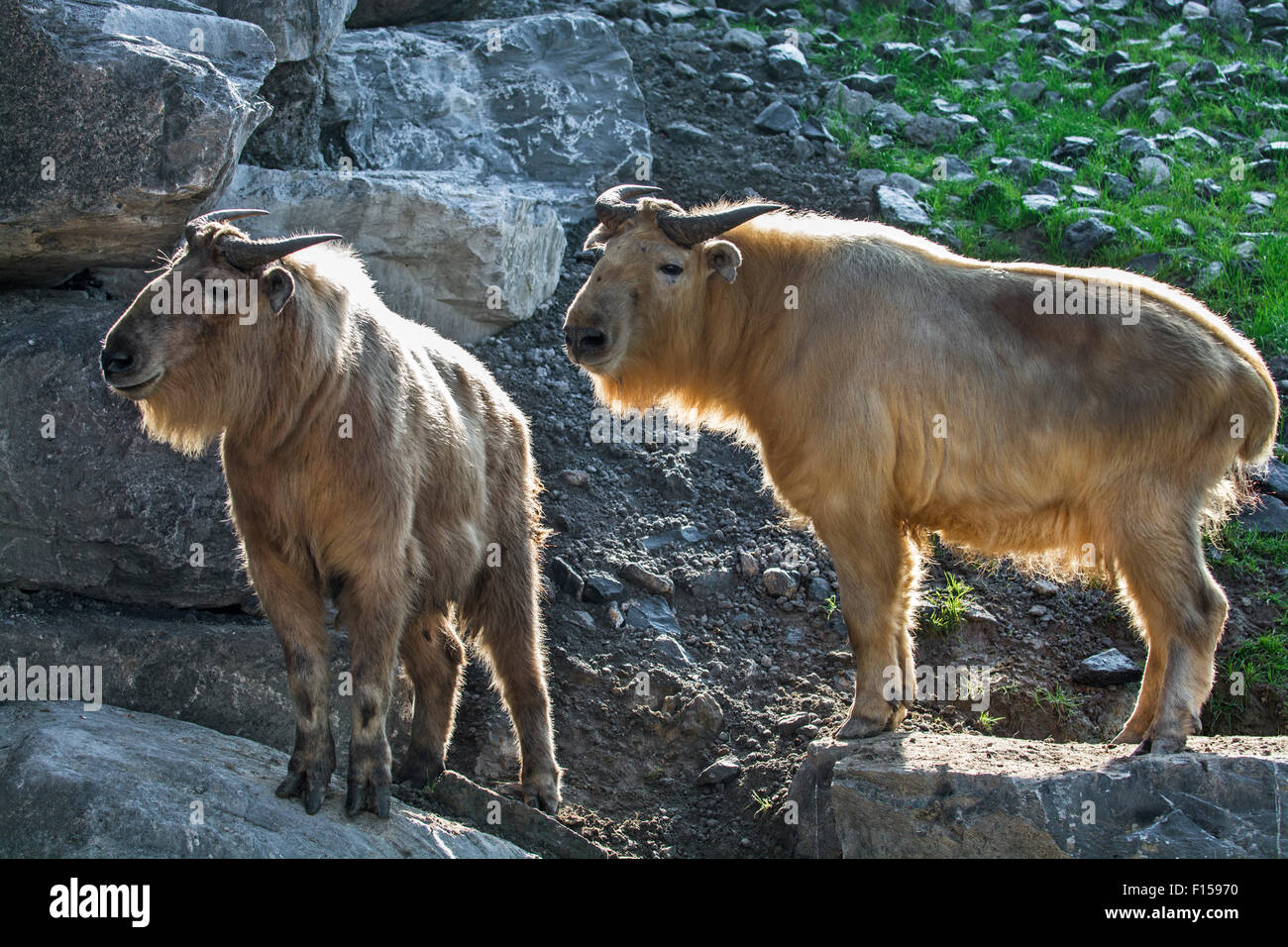 Two golden takins (Budorcas taxicolor bedfordi) in rock face, native to ...
