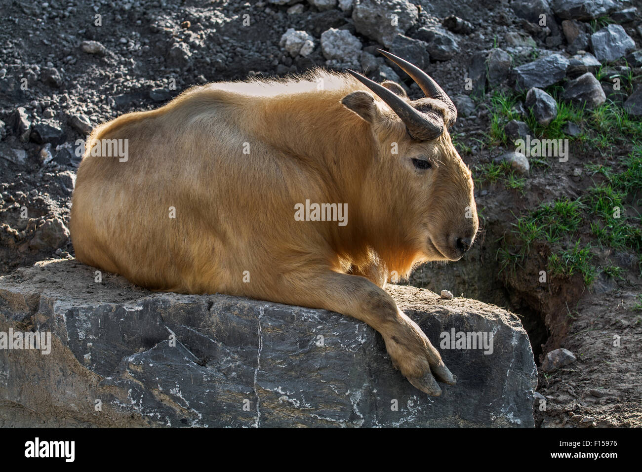 Golden takin (Budorcas taxicolor bedfordi) resting on rock, native to ...
