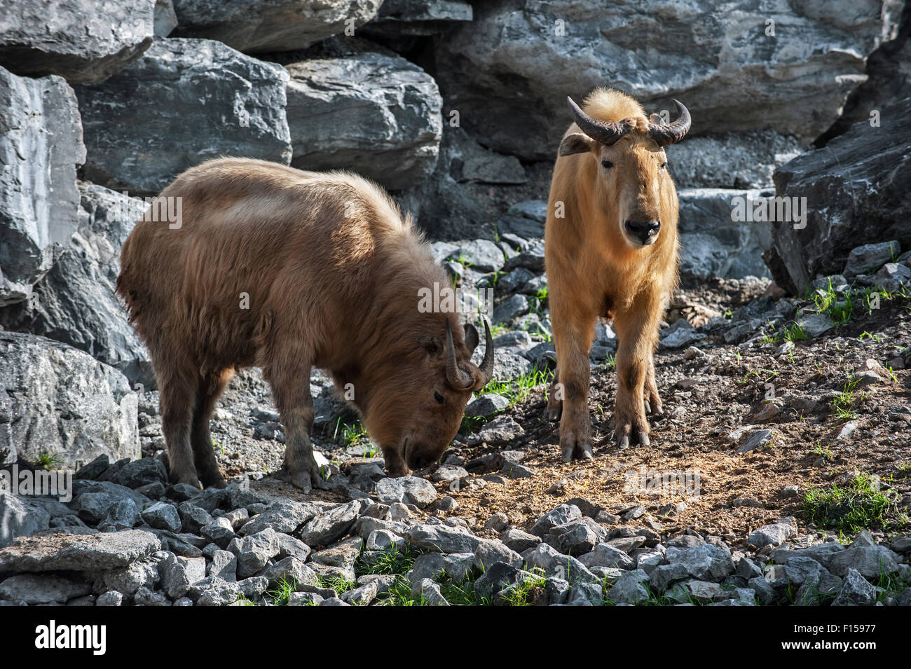 Two golden takins (Budorcas taxicolor bedfordi) in rock face, native to ...