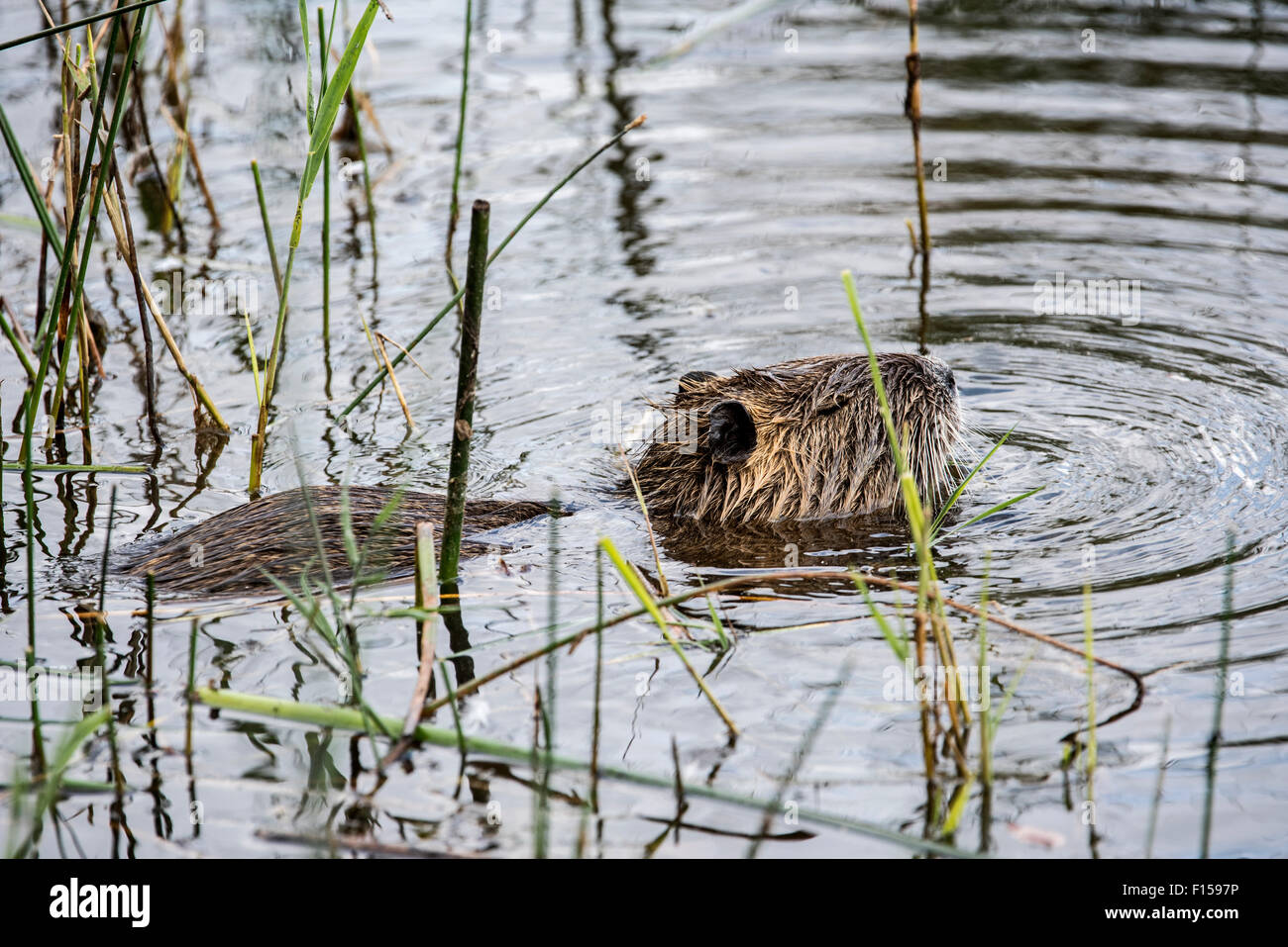 Coypu / river rat / nutria (Myocastor coypus) foraging in wetland Stock ...