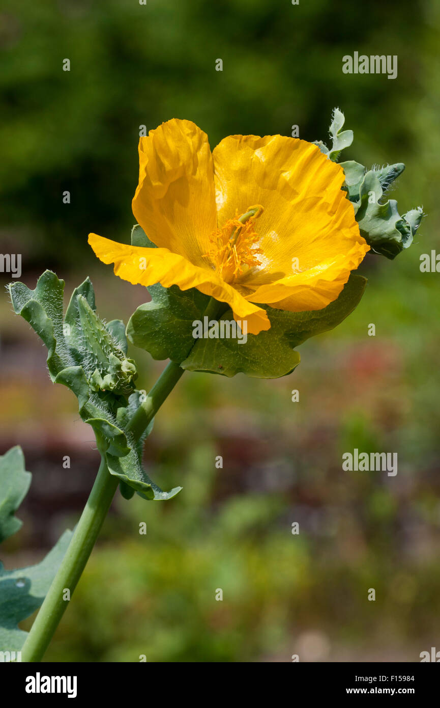 Yellow hornpoppy / yellow horned poppy (Glaucium flavum) in flower ...