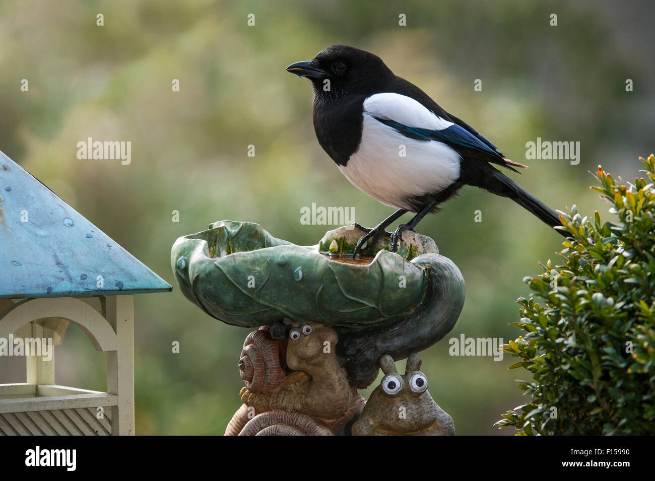 Magpies in the garden hi-res stock photography and images - Alamy