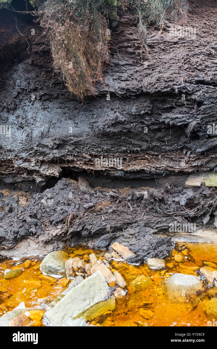 Close up of the layers of peat in the wall of a peat hag, part of a ...