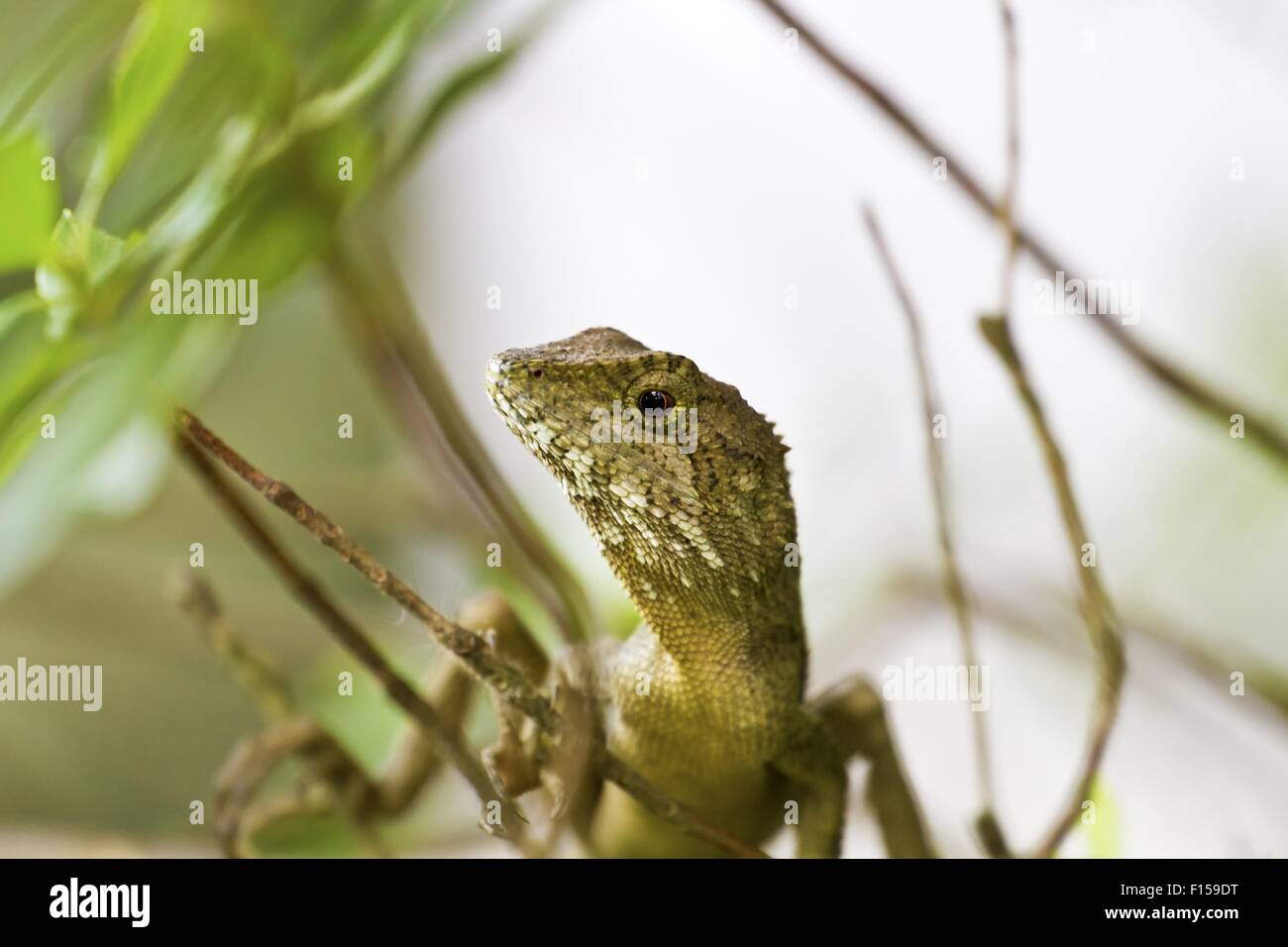 Japalura hi-res stock photography and images - Alamy