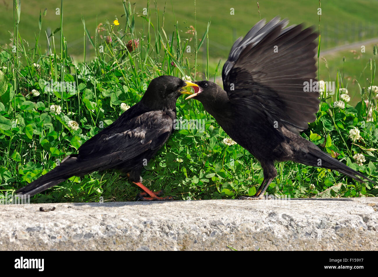 Chough Bird High Resolution Stock Photography and Images - Alamy