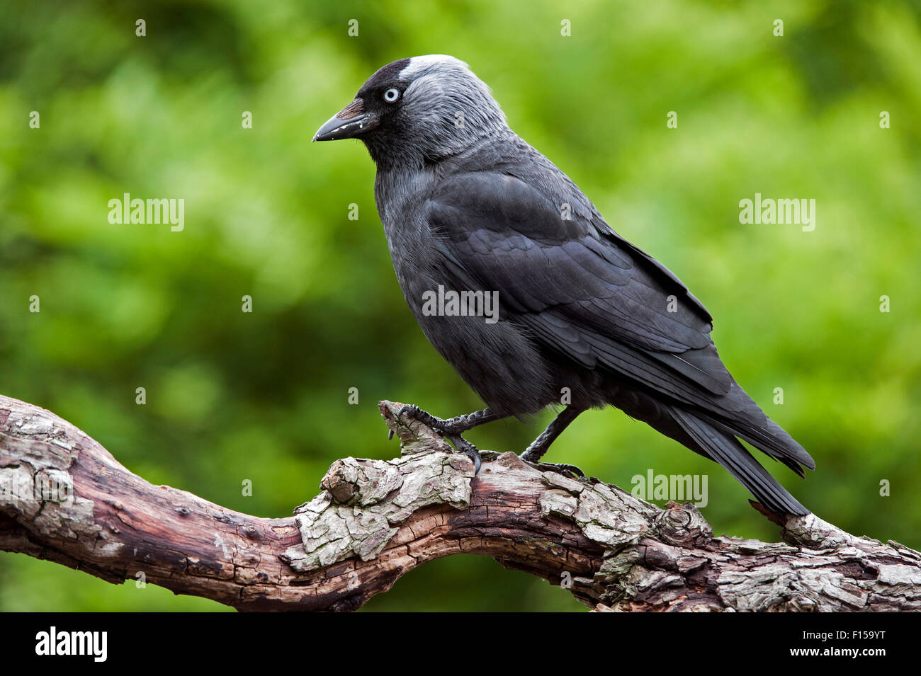 Western Jackdaw / European Jackdaw (Corvus monedula / Coloeus monedula ...