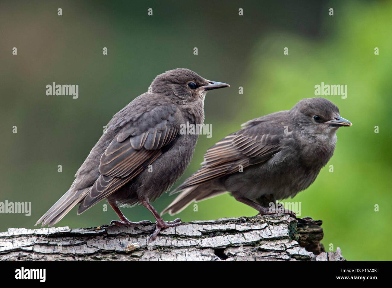 Two common starlings european starling hi-res stock photography and ...