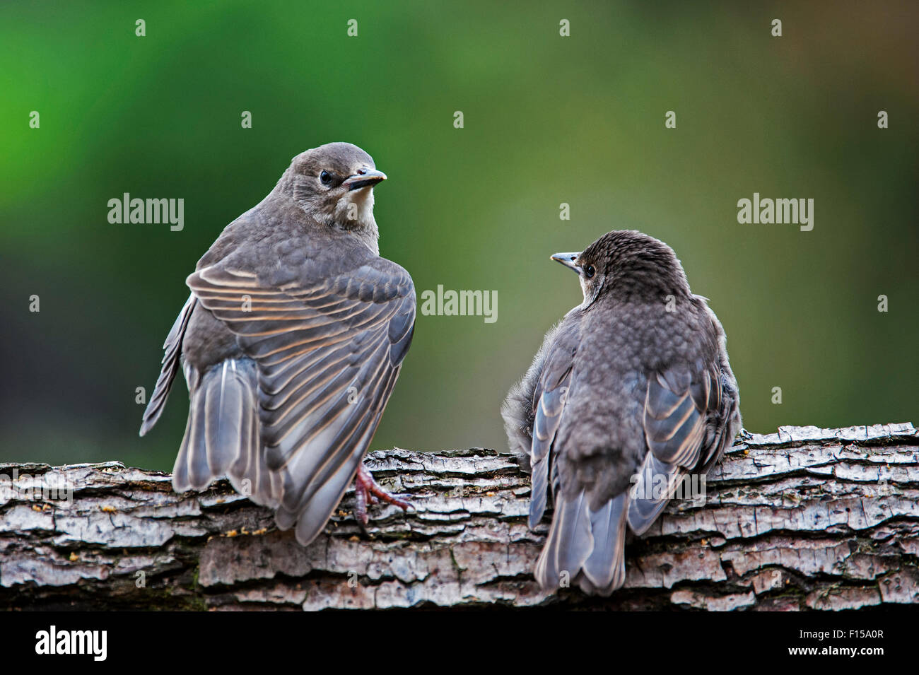 Young common starling hi-res stock photography and images - Alamy