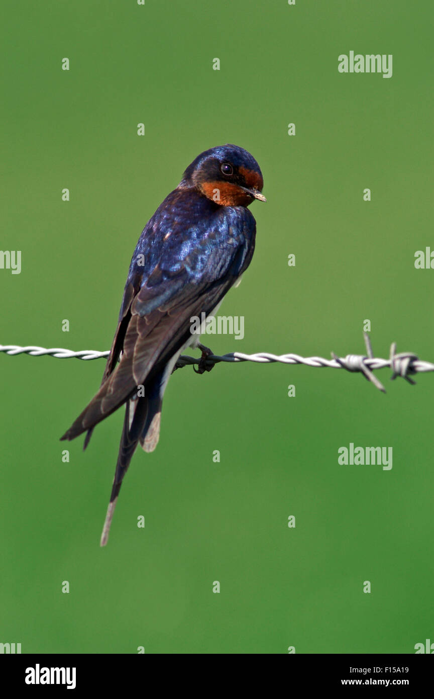 Swallow bird field uk hi-res stock photography and images - Alamy